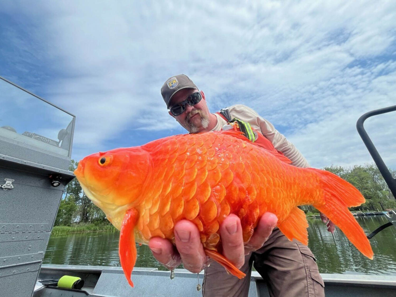 Giant goldfish found in Pennsylvania prompts a warning for fish owners