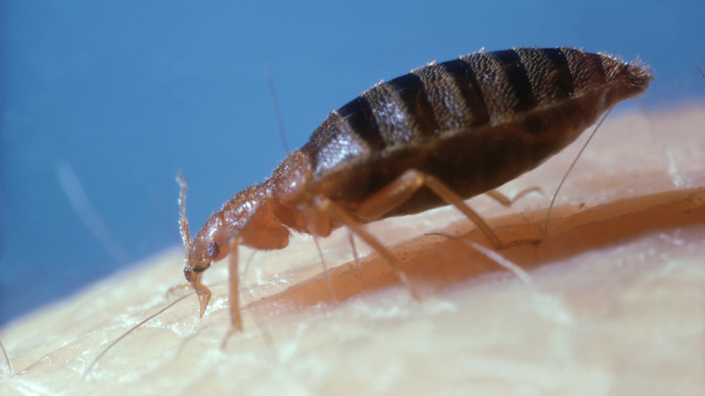 The Deathly Bed Bug-Related Hazard That International Tourists Should ...