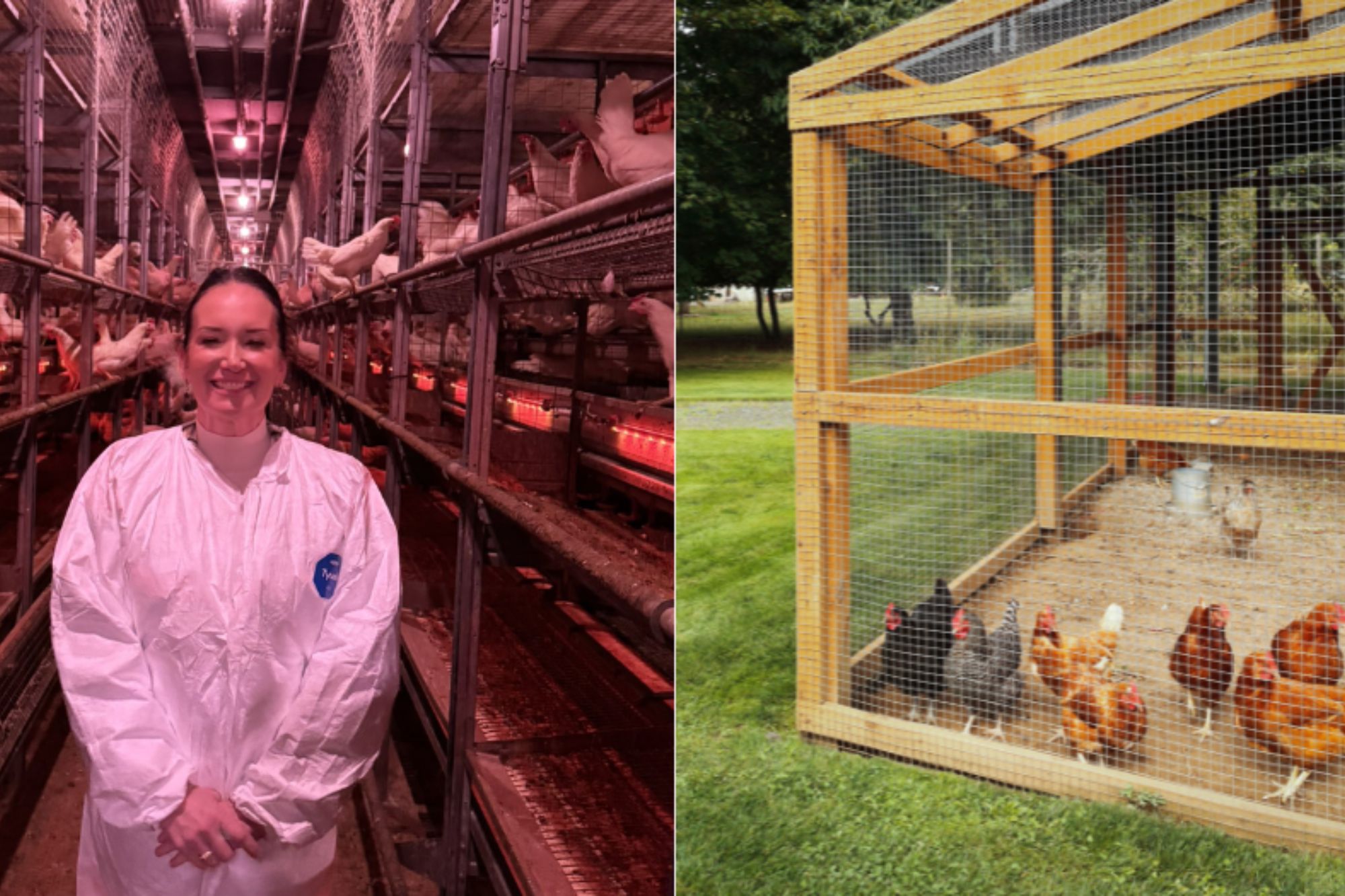 Trump's Secretary of Agriculture: Raise Chickens Like I Do to Combat ...