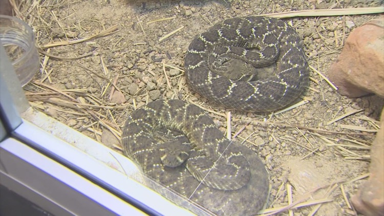 Copperhead snakes surge as cicada season peaks in Texas