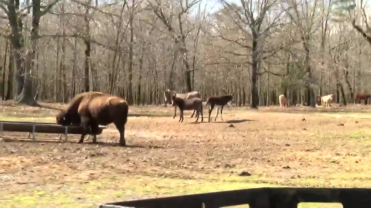 Giraffe Inn & Safari property damaged, 1 animal killed in New Boston ...