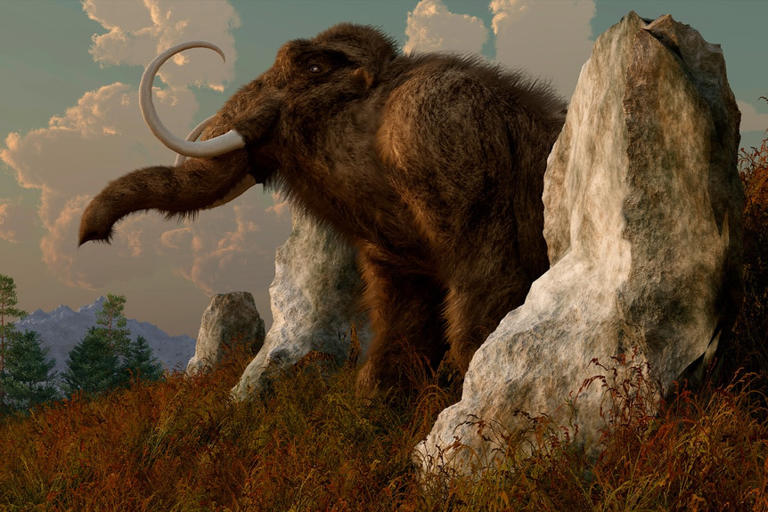 Meet the Woolly Mouse, on the Road to a Woolly Mammoth Rebirth