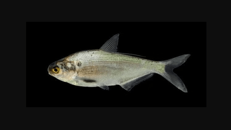 MDC reports fish kill at Lake of the Ozarks, claims no reason for concern