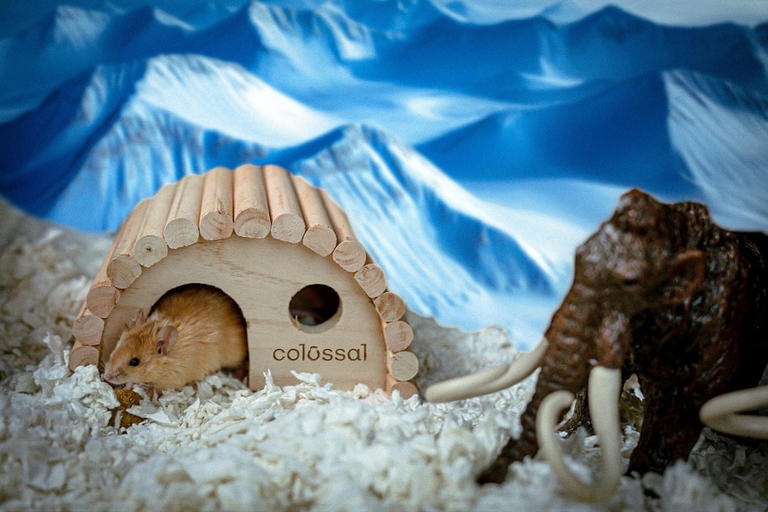 Meet the Woolly Mouse, on the Road to a Woolly Mammoth Rebirth