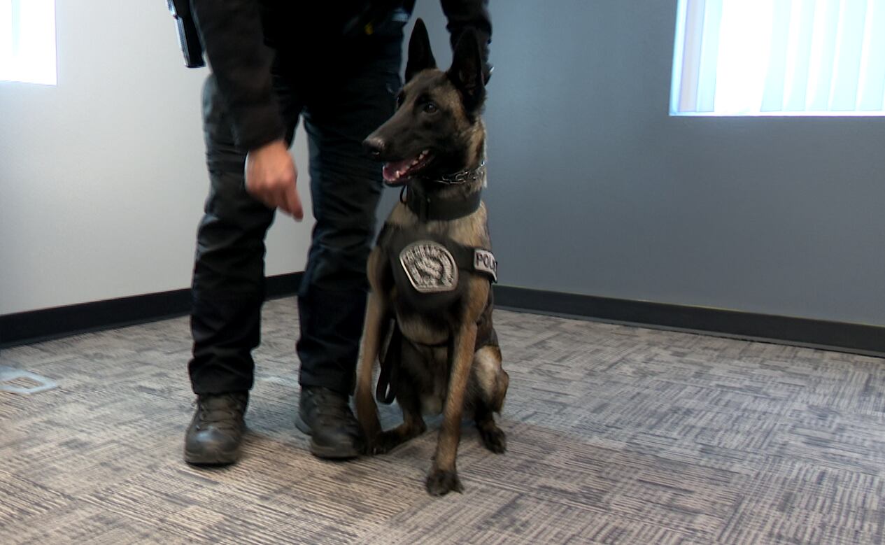 Colorado Springs Police Department introduces two new K9s