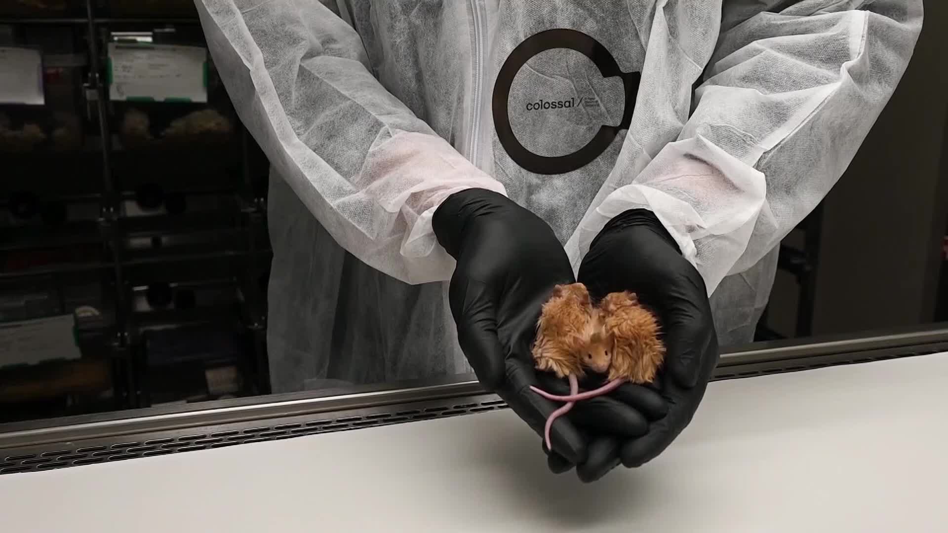 Video: Scientists hoping to bring back mammoth create 'woolly mice'