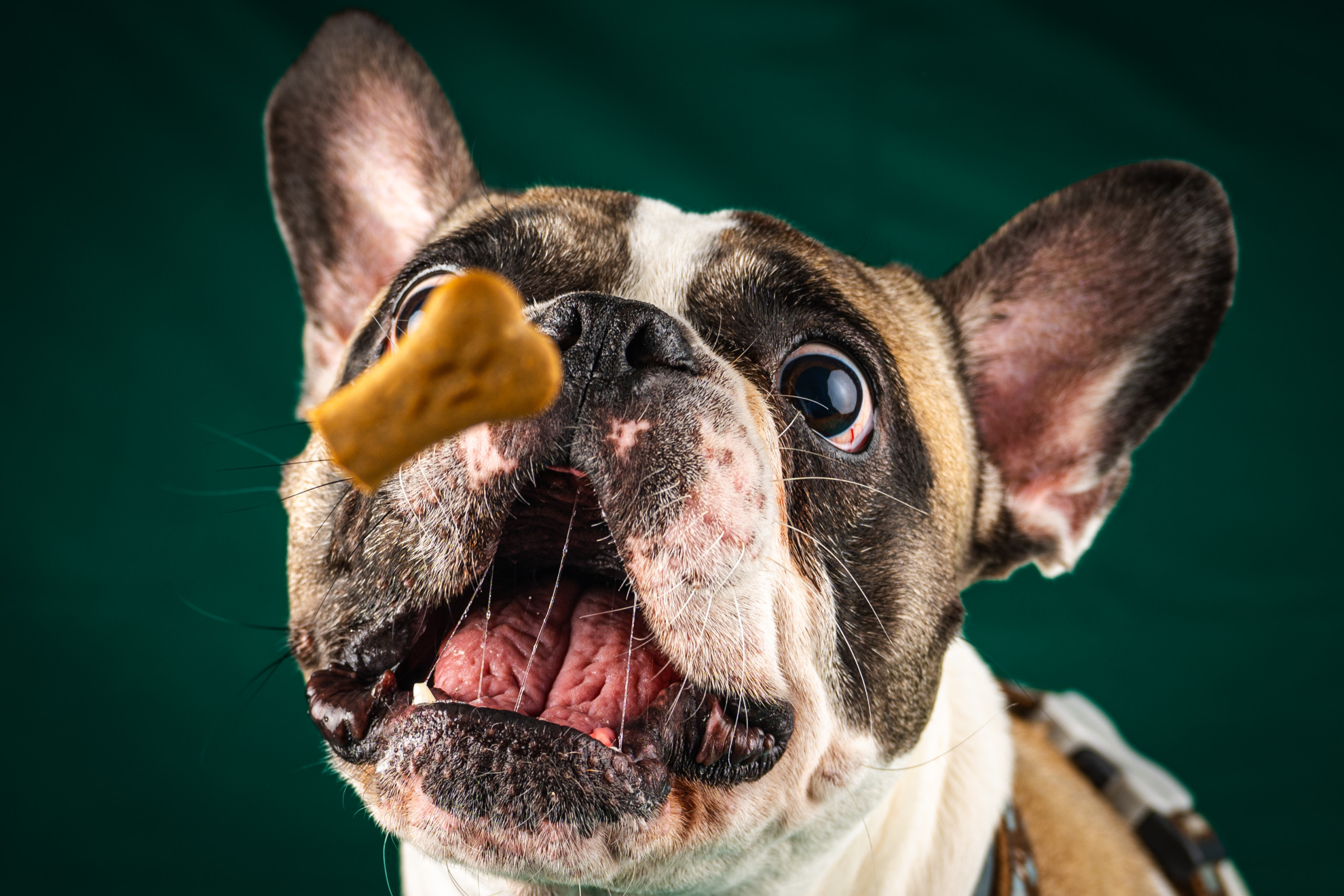 Dog breeds that are challenging to train