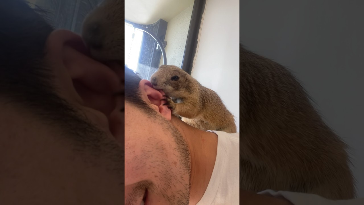 Prairie dog preens itself with energetic intensity