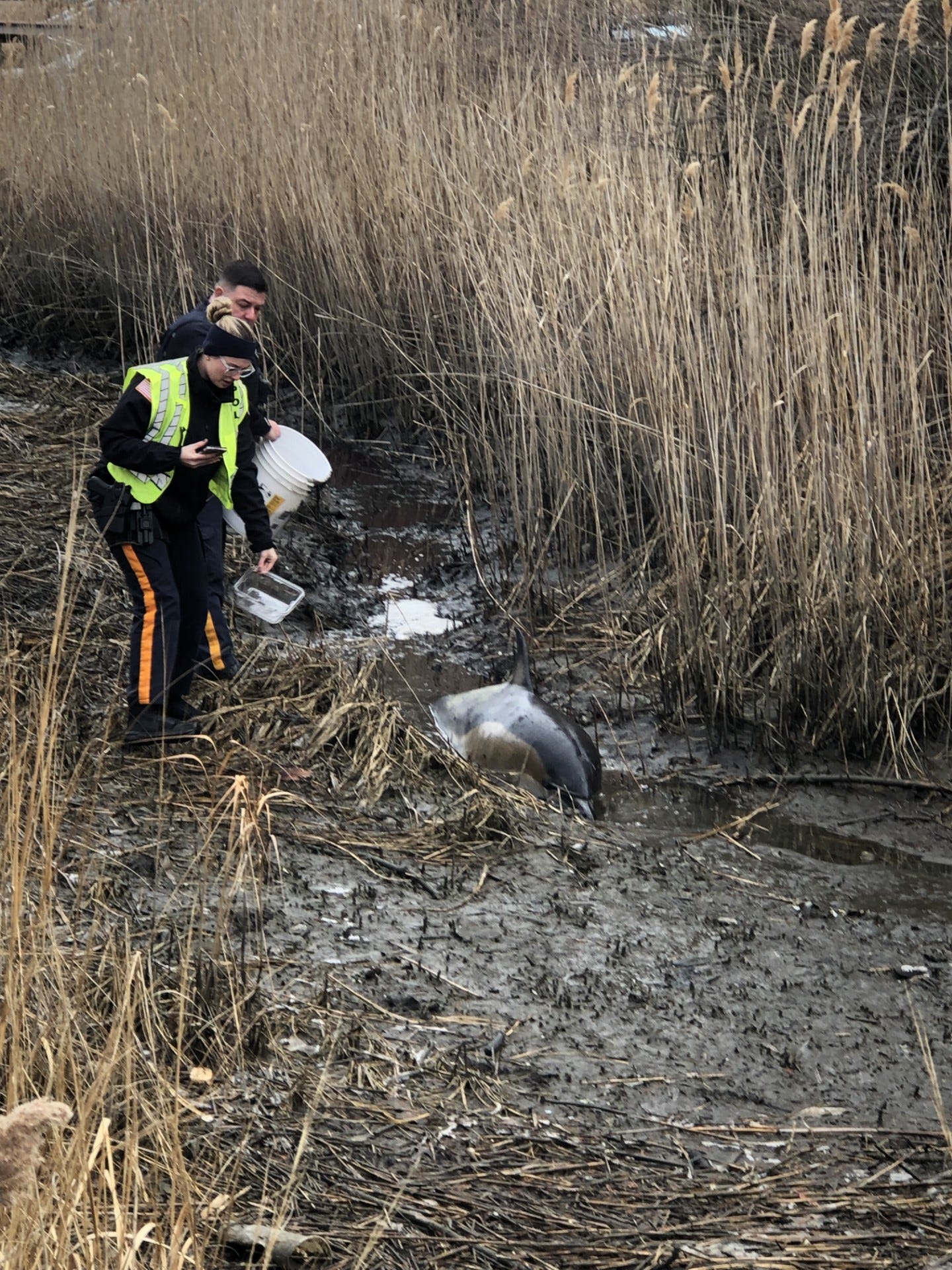 Stranded dolphin covered in scrapes, lesions, found in Monmouth Beach creek