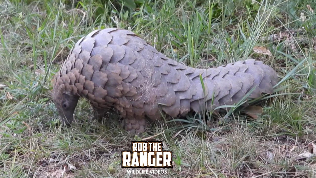 Rare pangolin sighting in the Maasai Mara