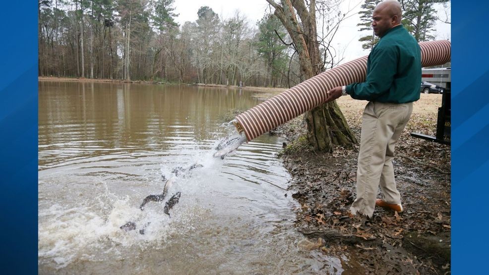 Hatchery team praised for successful trout stocking across Arkansas ...