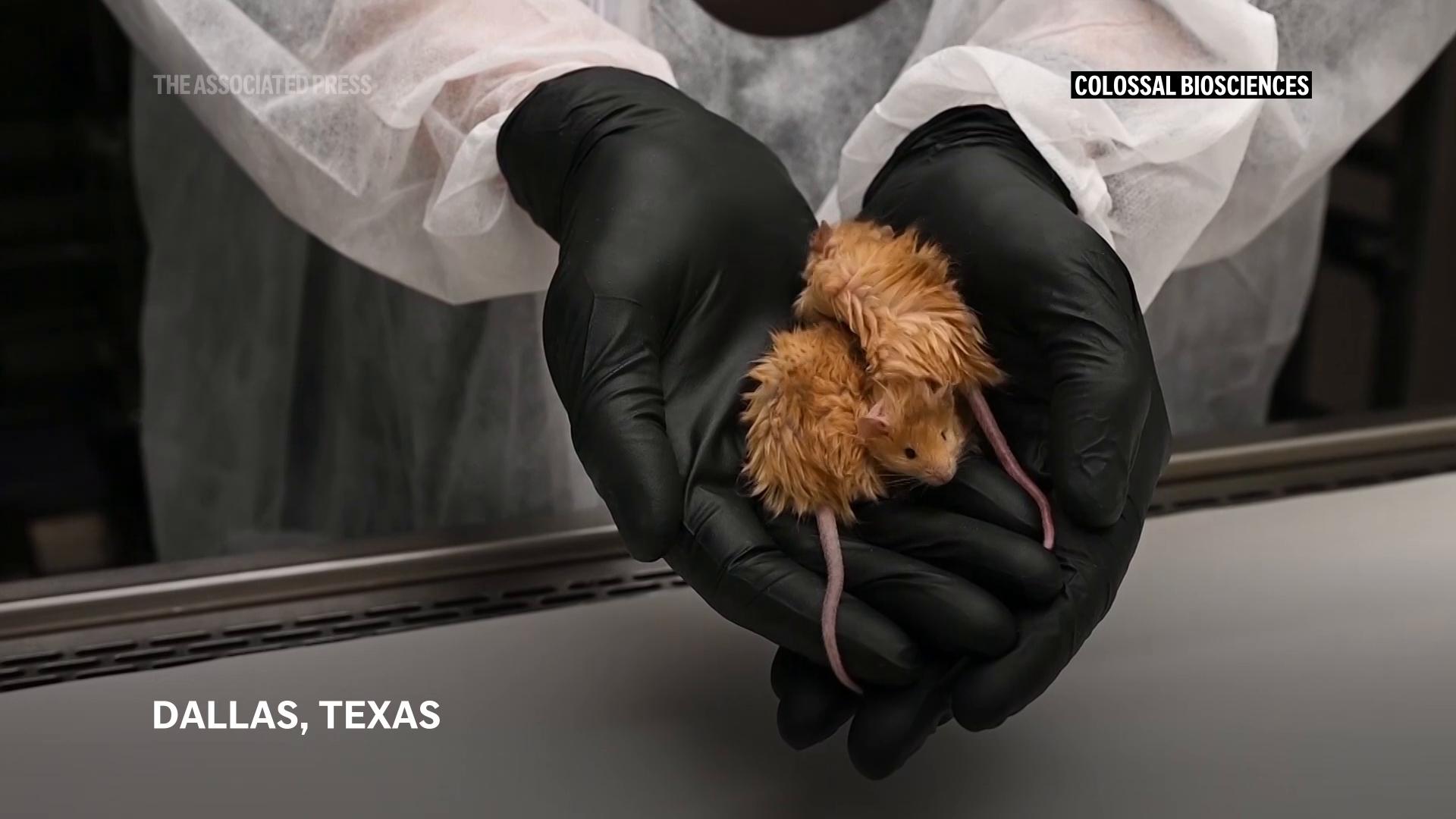 Scientists genetically engineer mice with woolly mammoth like hair