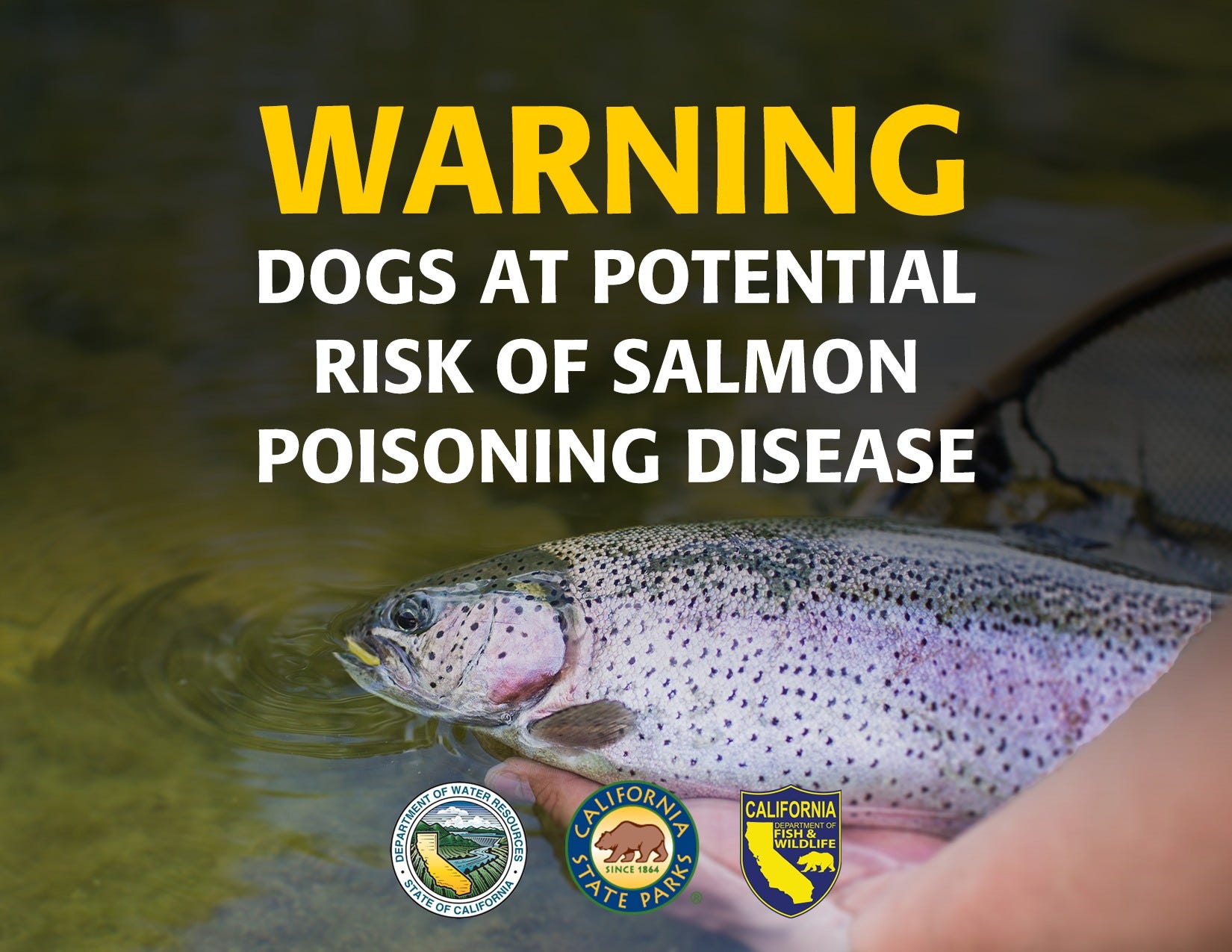 Dog owners warned of potential risk of salmon poisoning disease at ...