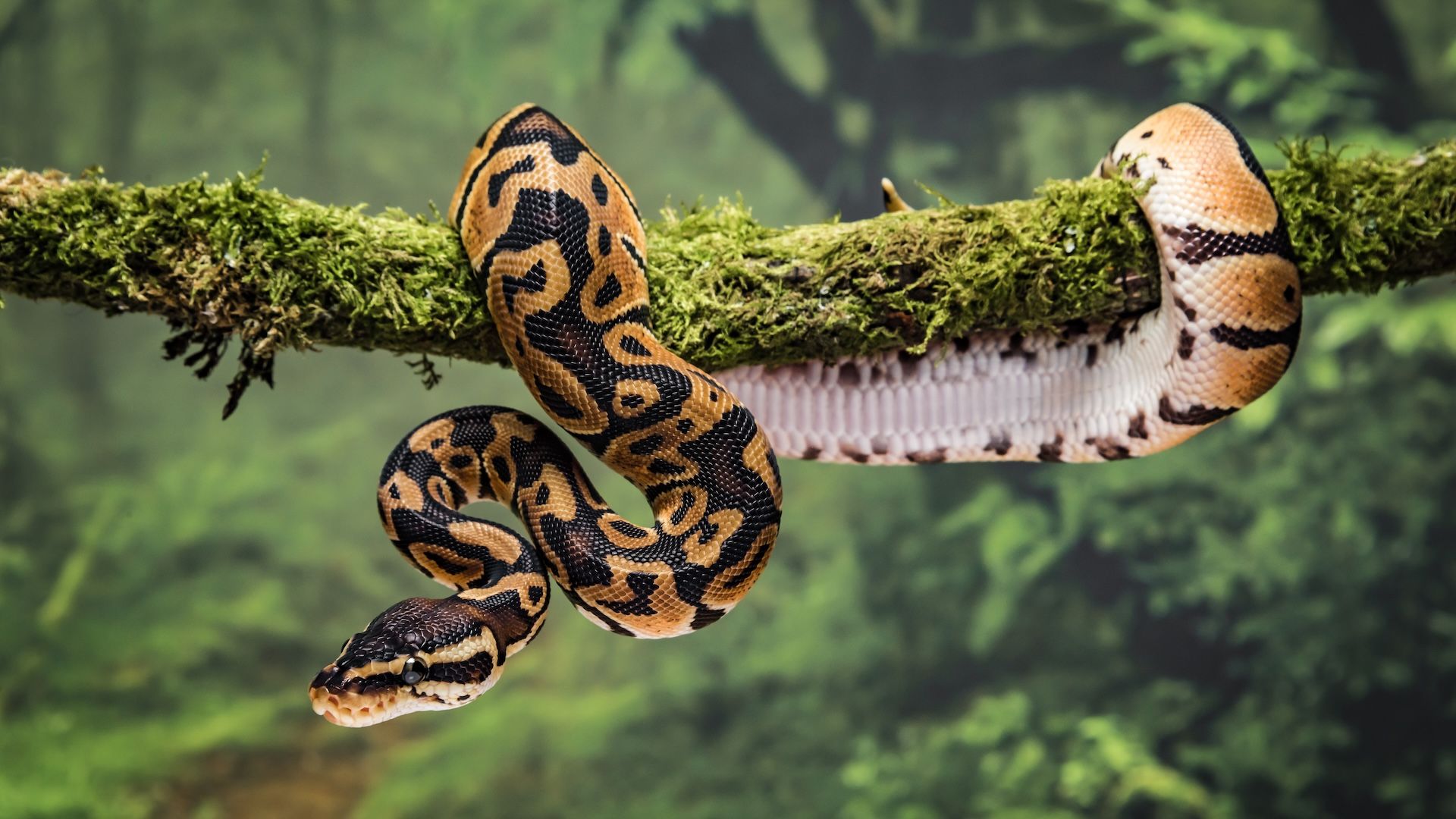 Snakes: Facts about one of the most iconic creatures is animal hiss-tory