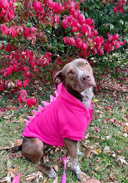 Record-breaking 294 dogs adopted in five days at KC Pet Project