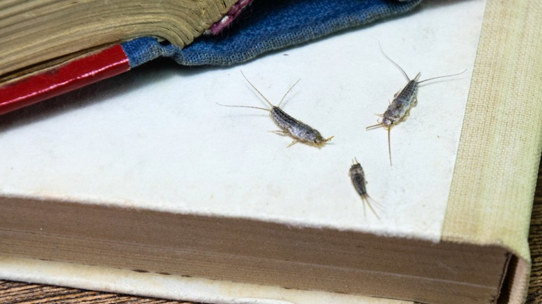 Mistakes Everyone Makes When Dealing With A Silverfish Infestation