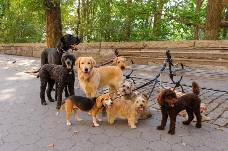 The most popular dog name in New York City has been revealed — and it ...