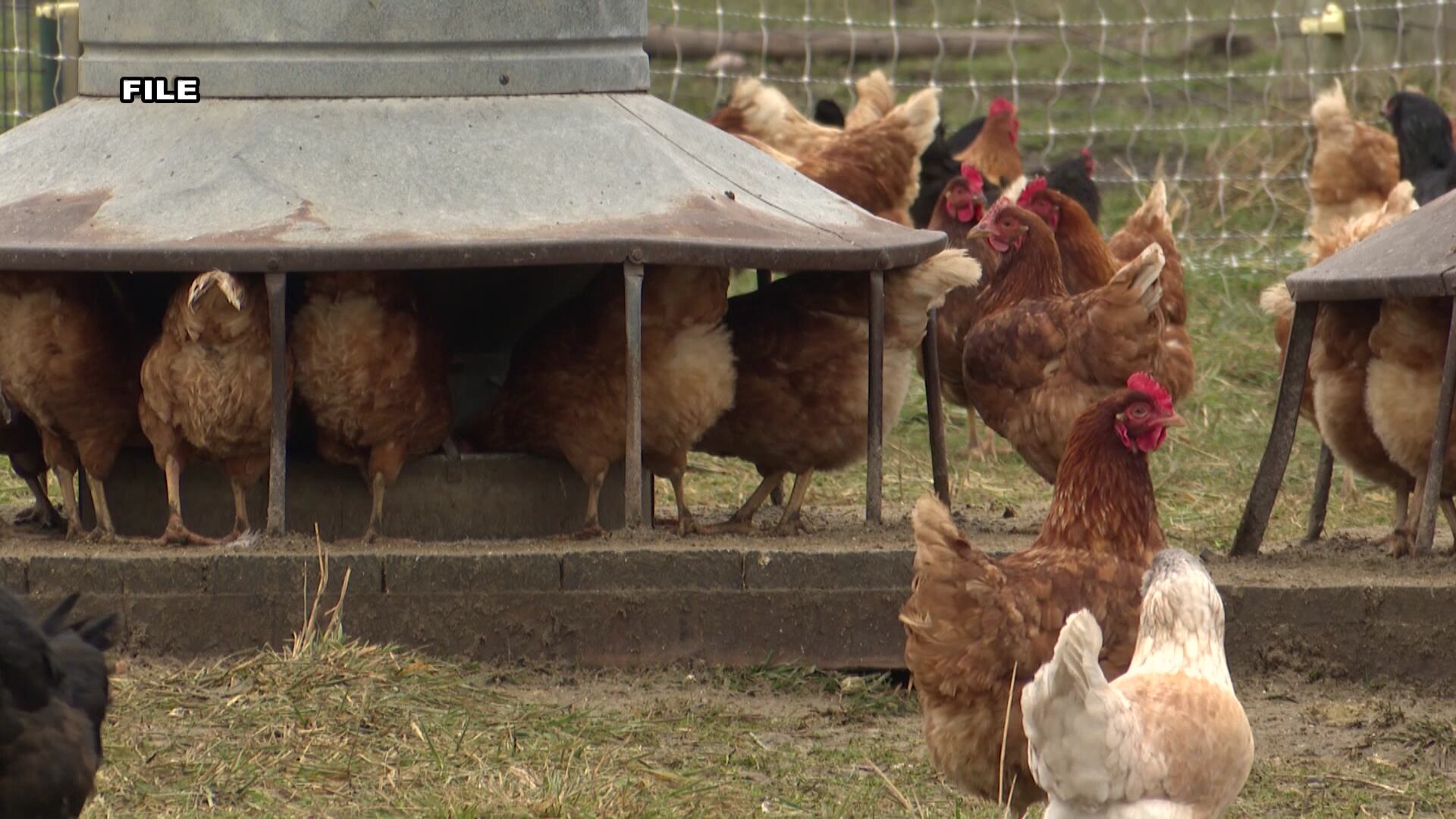 Georgia confirmed free of bird flu