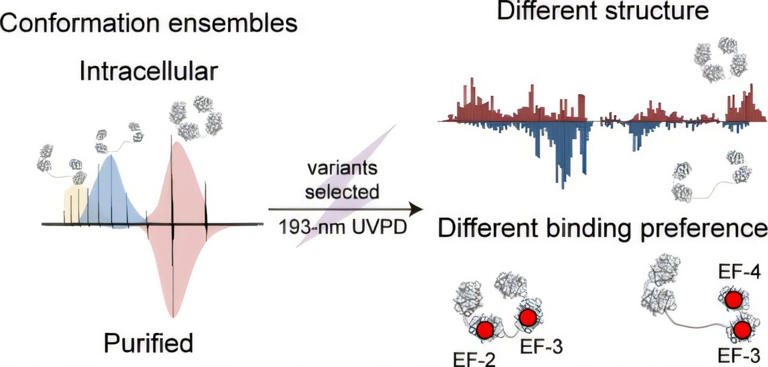 Mass spectrometry method introduces novel concept for in-cell protein ...
