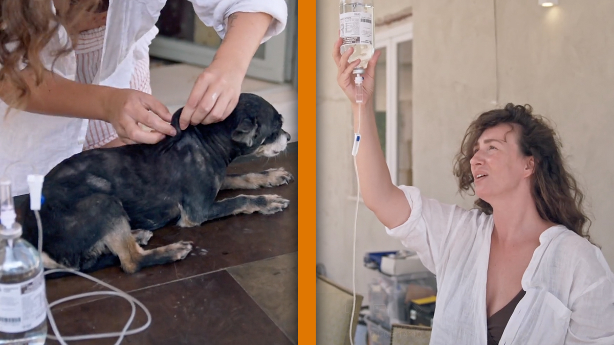 Jacobien brengt zelf infuus bij hond aan in DGZW: 'Heb het de ...