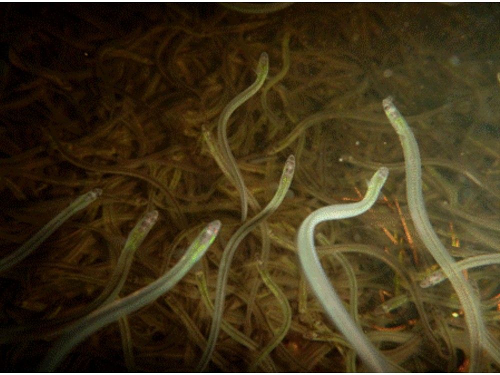 DFO unveils plan to bring peace to elver fishery as questions linger