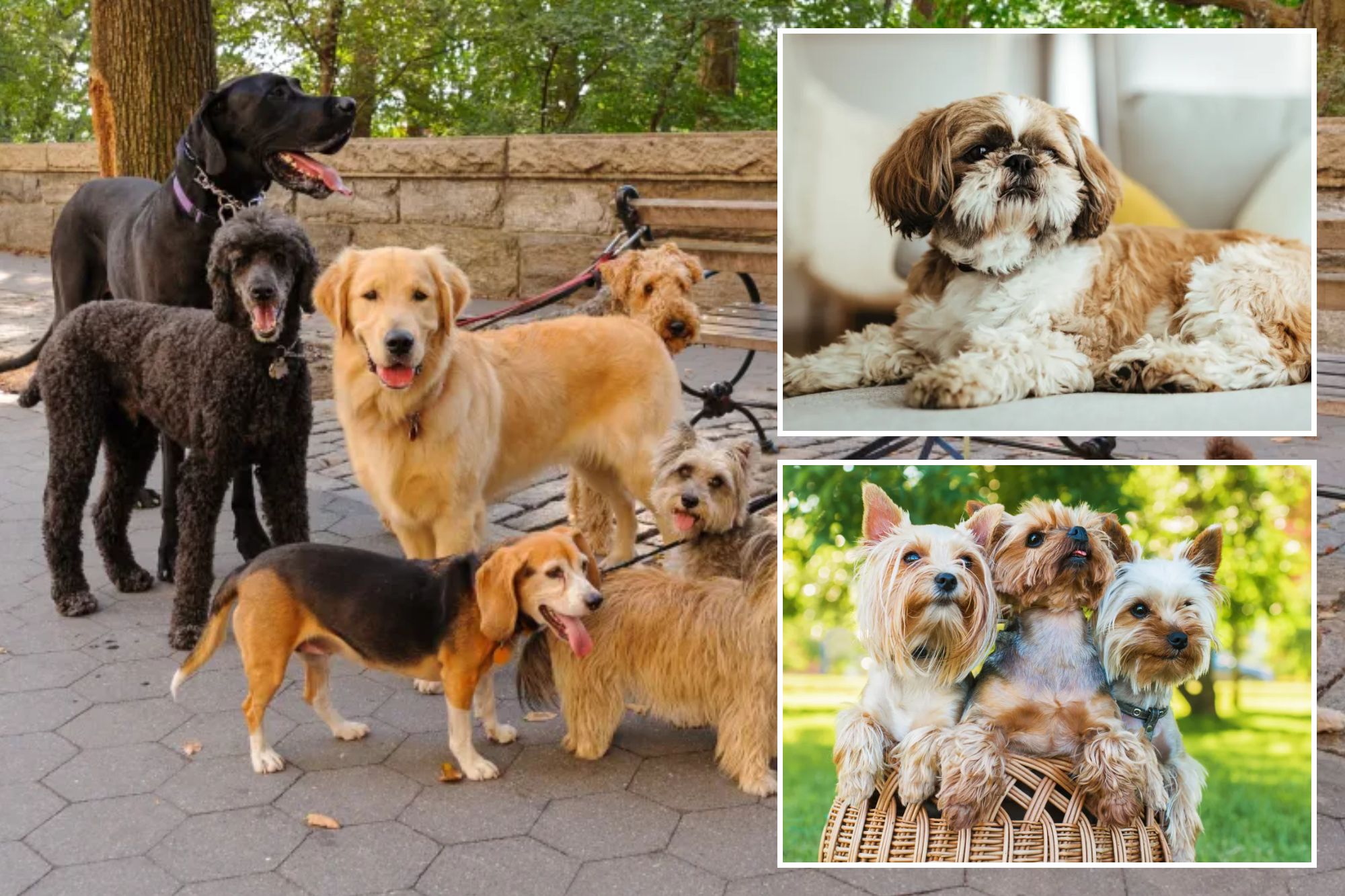 The most popular dog name in New York City has been revealed — and it ...