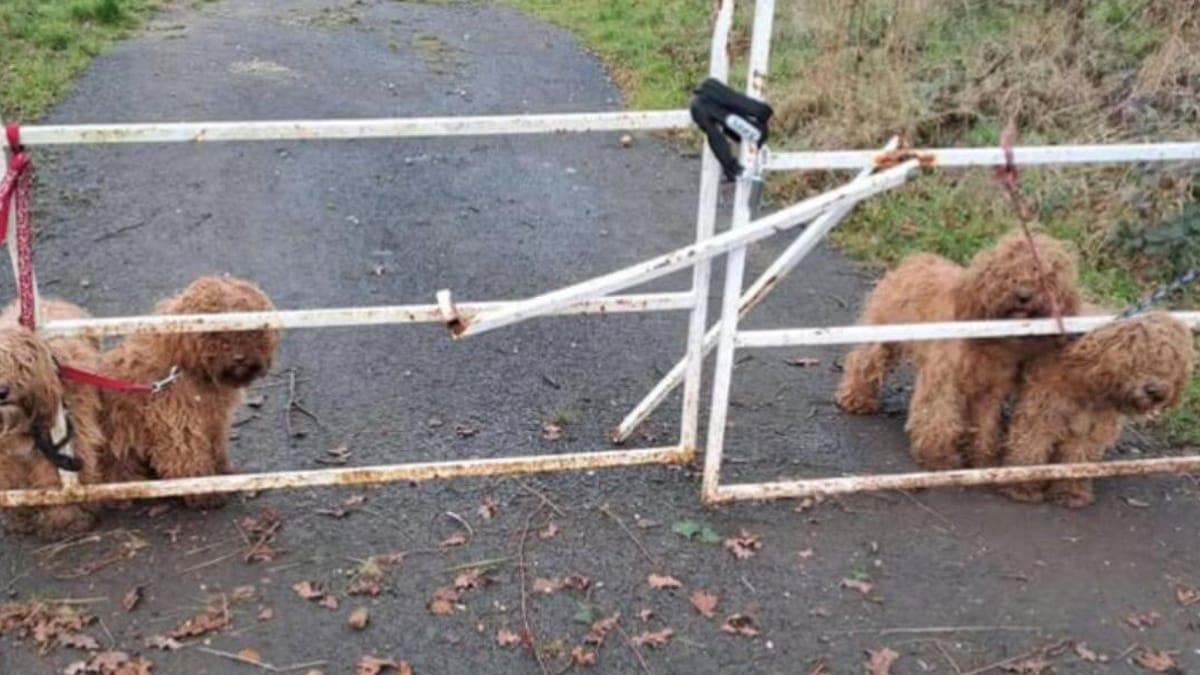 Biker stops in the rain after spotting four frightened bundles tied by ...