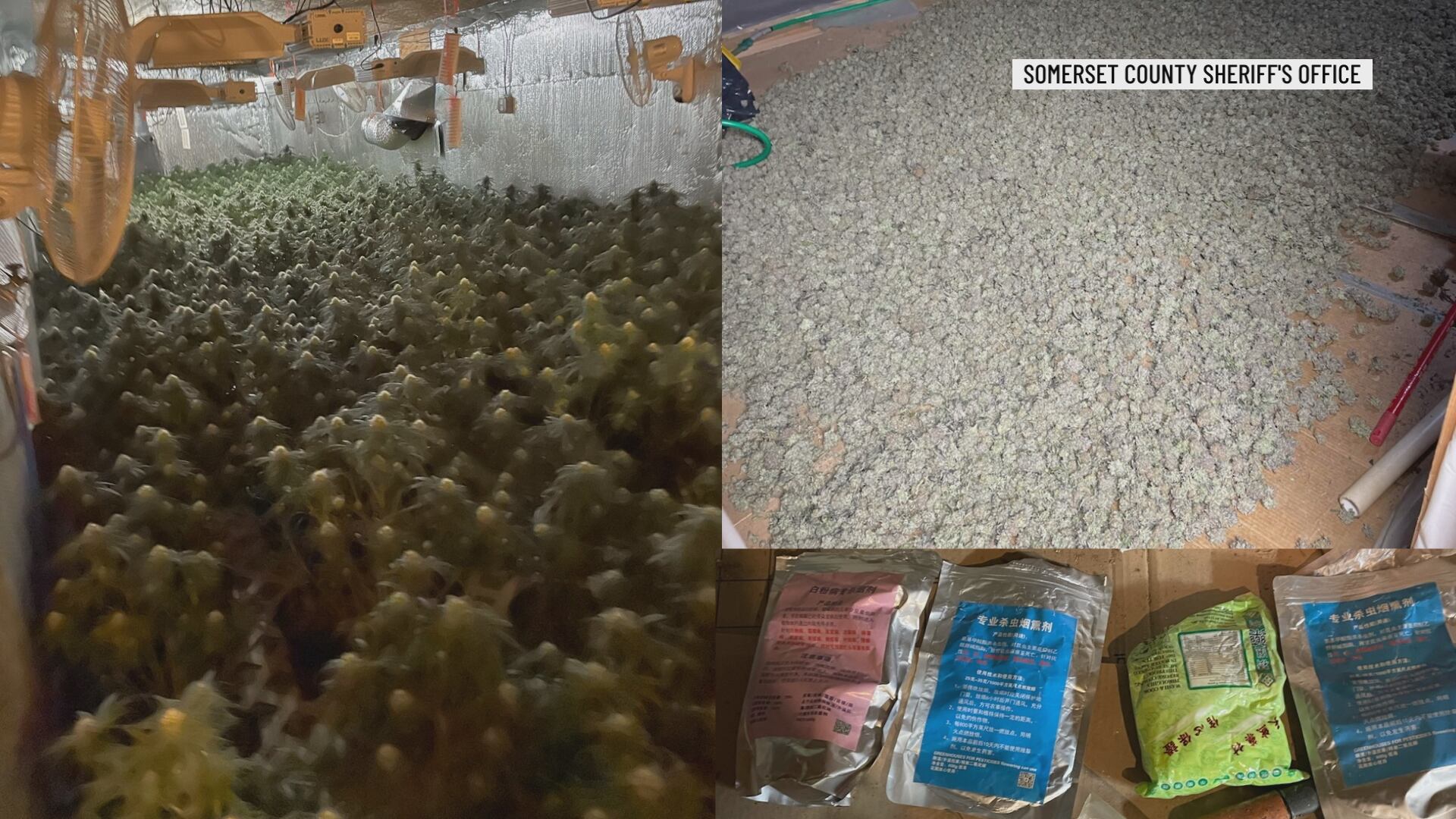 Search in Fairfield yields over 700 marijuana plants, 80 pounds of ...