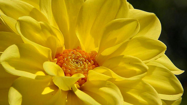 24 Types of Yellow Flowers With Names and Tips for Care