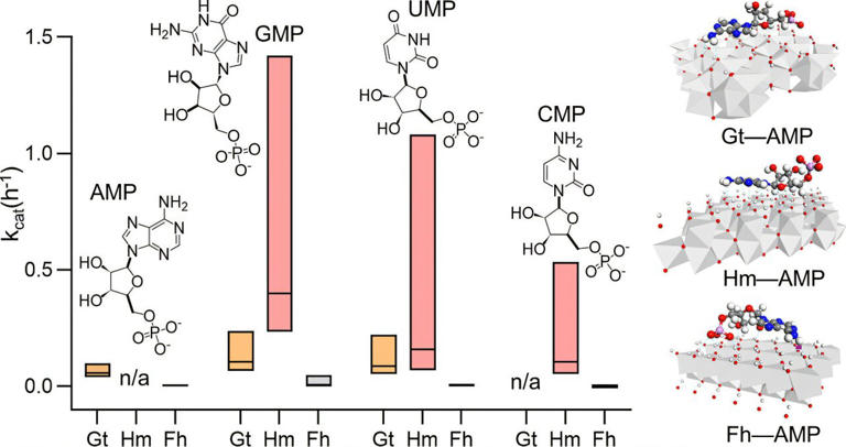 Iron oxides act as natural catalysts to unlock phosphorus to fuel plant ...