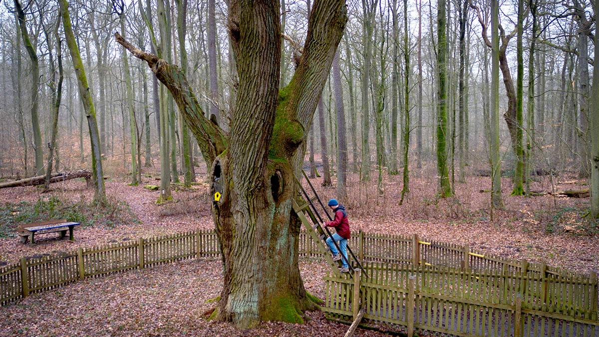 Timber over Tinder: Tree connecting lovers since 1892