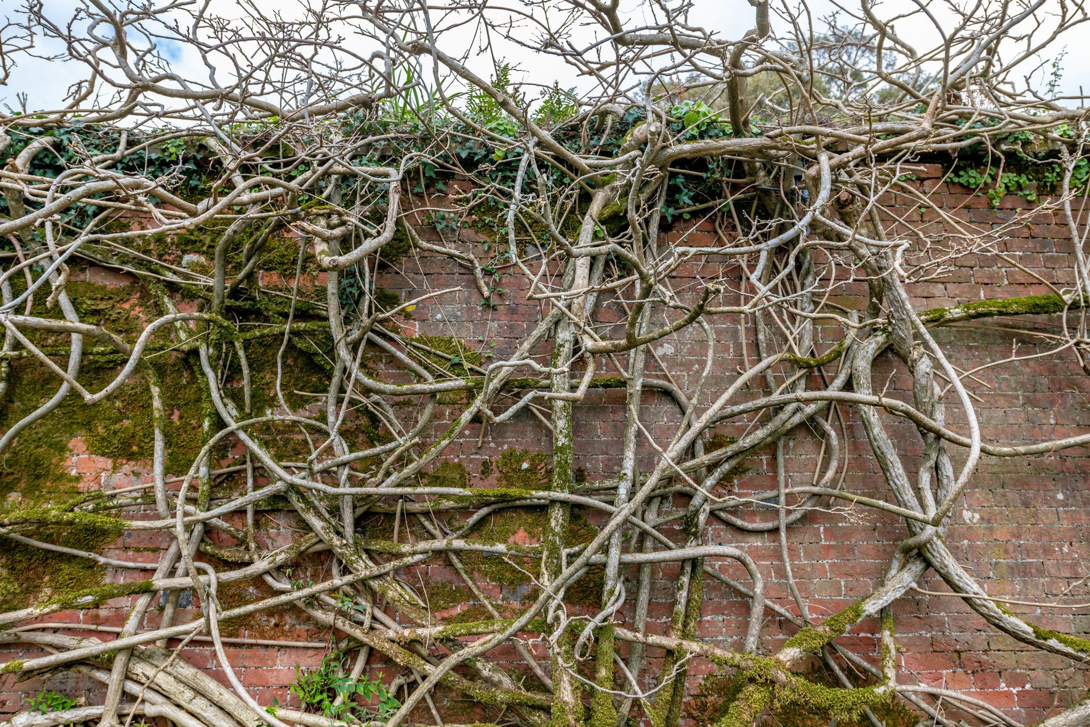 Plant Experts Share the 10 Worst Offenses That Make Your Garden Look Bad