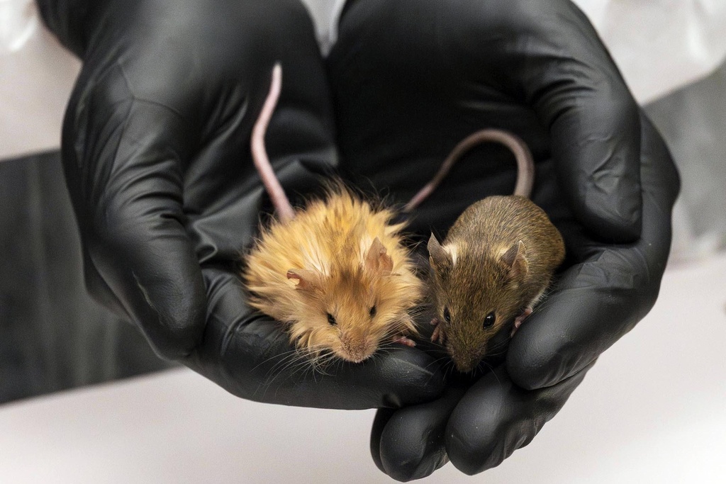 Scientists genetically engineer mice with thick hair like the extinct ...