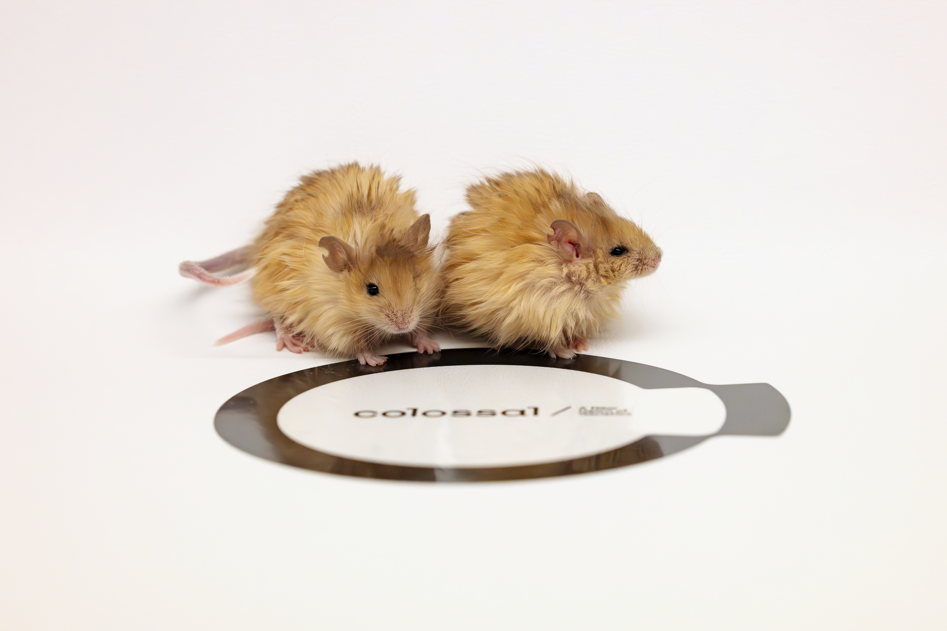 Biotech Company Creates 'Woolly Mouse' as a Step in Its Quest to ...