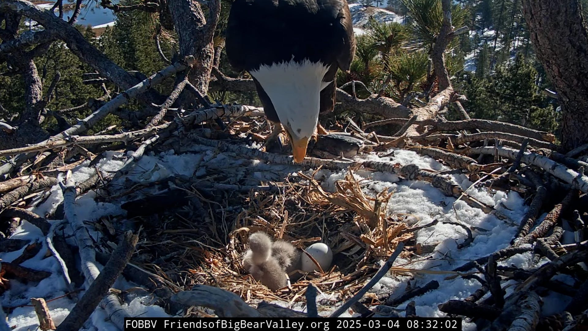 'Welcome to the world': 2 of Southern California bald eagle couple's ...