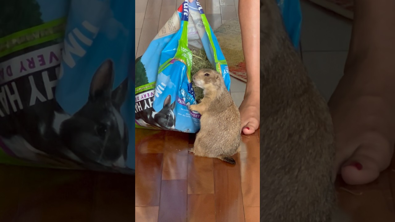 Prairie dog Poppy enjoys eating hay