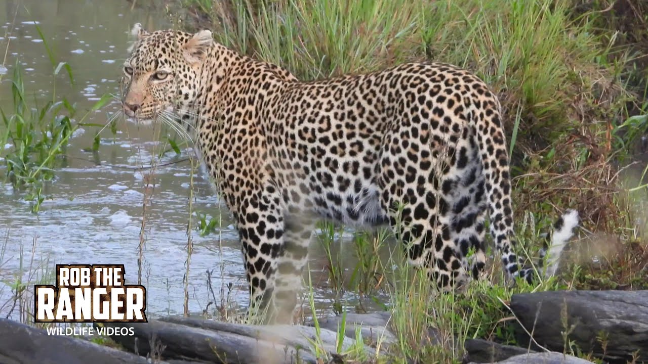 Unbelievable Leopard Crosses River During Maasai Mara Safari
