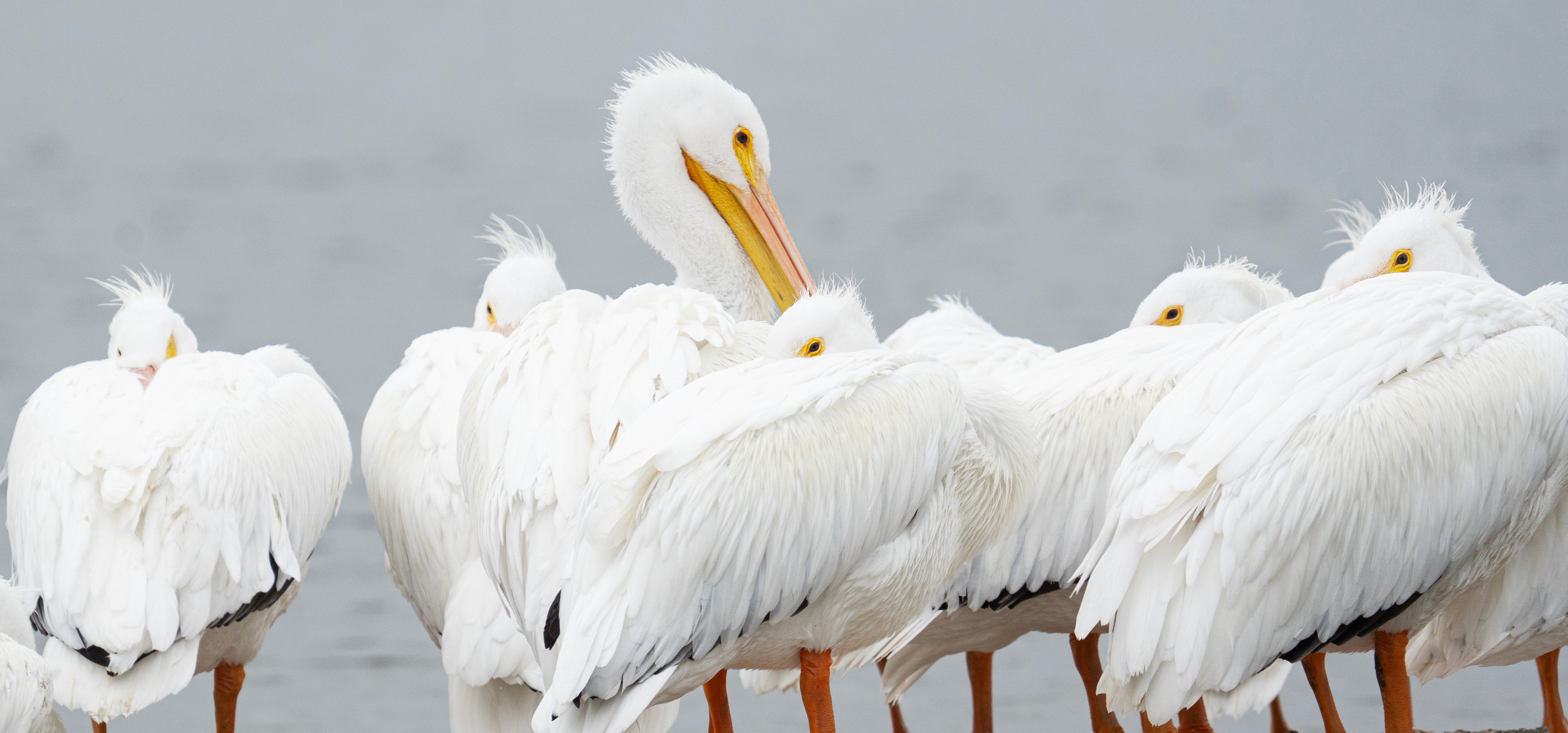 Rare bird alert 🚨 White pelicans spotted in Ohio, viral post reports ...