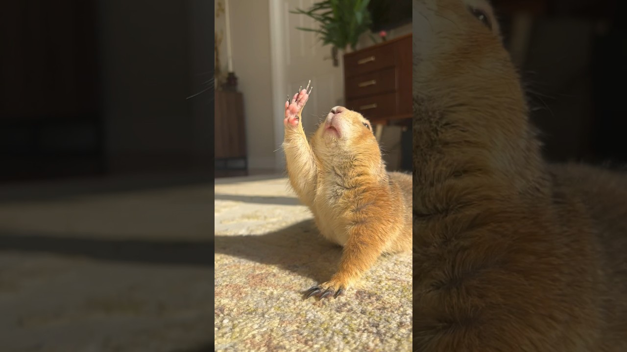 Prairie Dog Attempts an Unnamed Yoga Pose