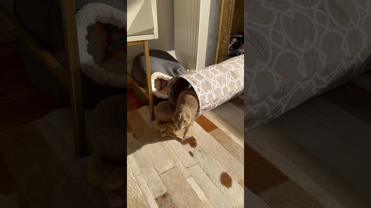 Prairie dog Poppy surprises with unexpected antics
