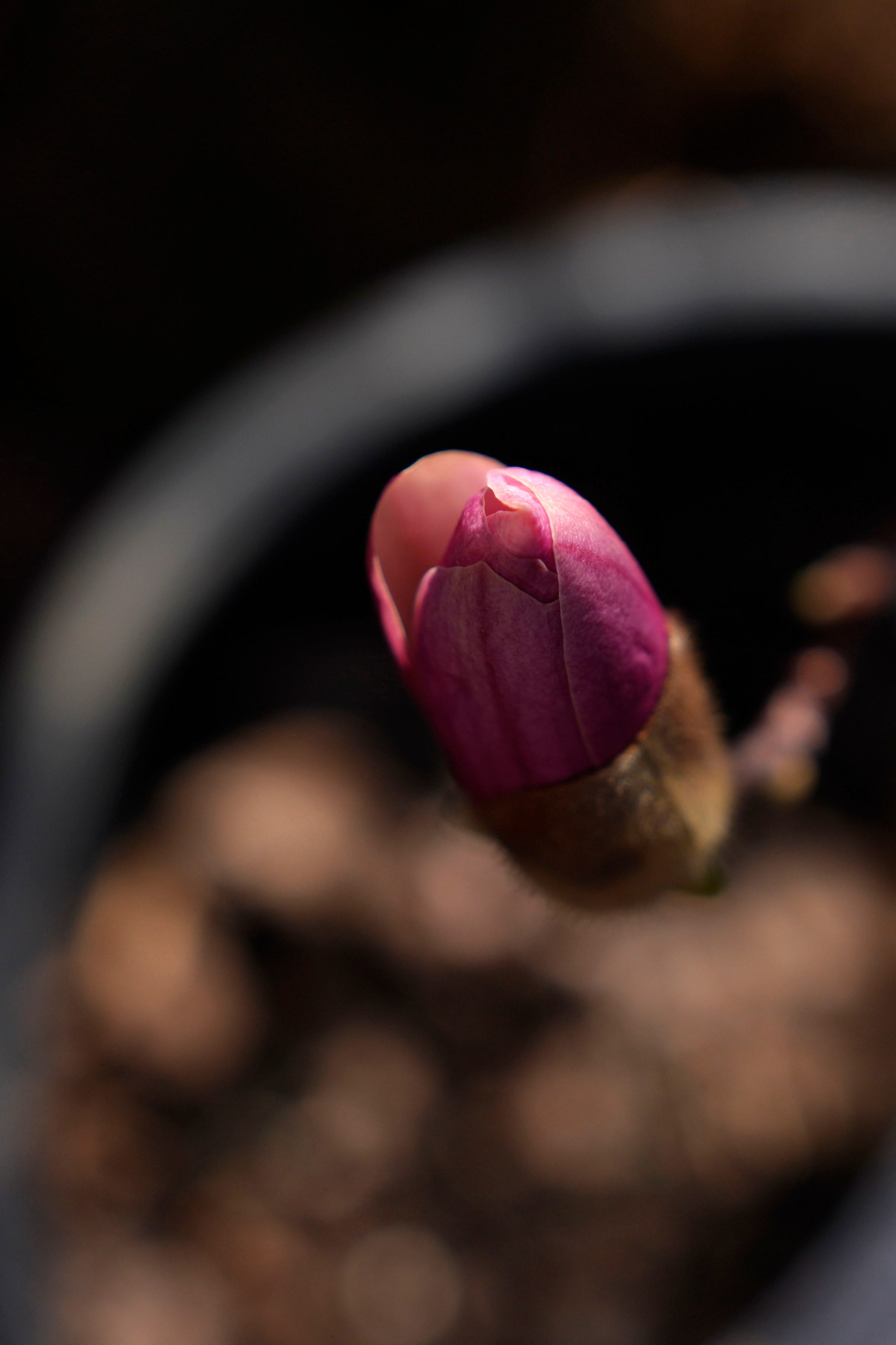 Where to see the trees bloom in Louisiana. Here's where to see the ...