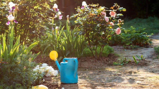 Gardener warned against making landscaping blunder they'll come to ...