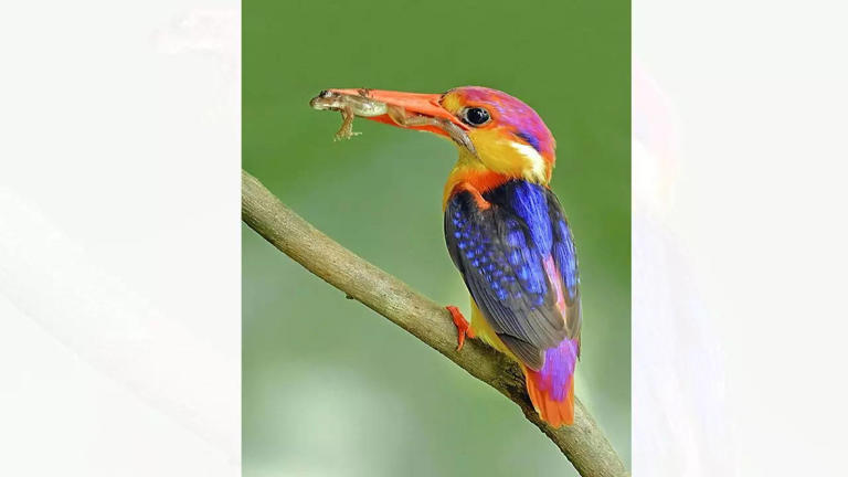 Oriental Dwarf Kingfisher: Discover the shy bird's unique ...