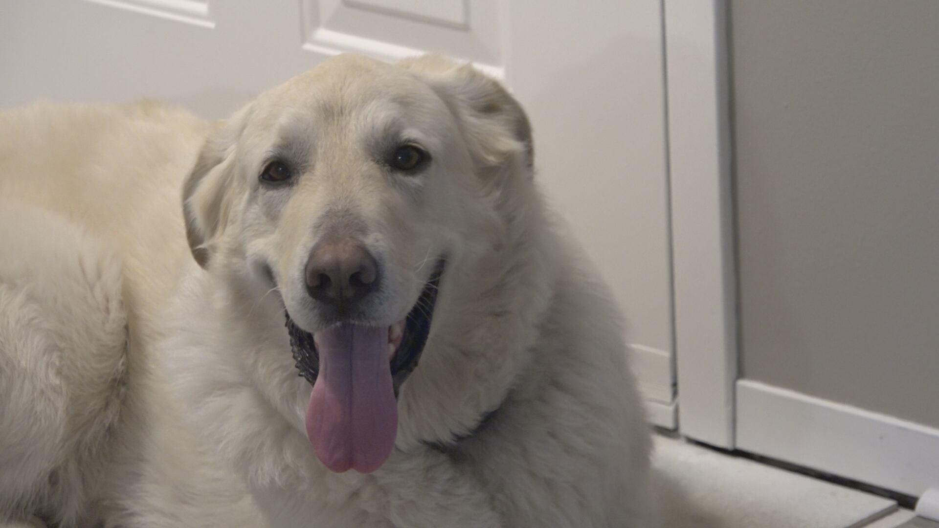 Roscoe son looks to find father’s dog his fur-ever home