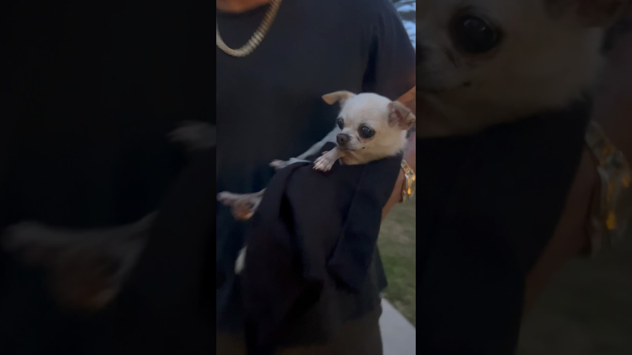 The most unexpected celebrity moment with this prairie dog