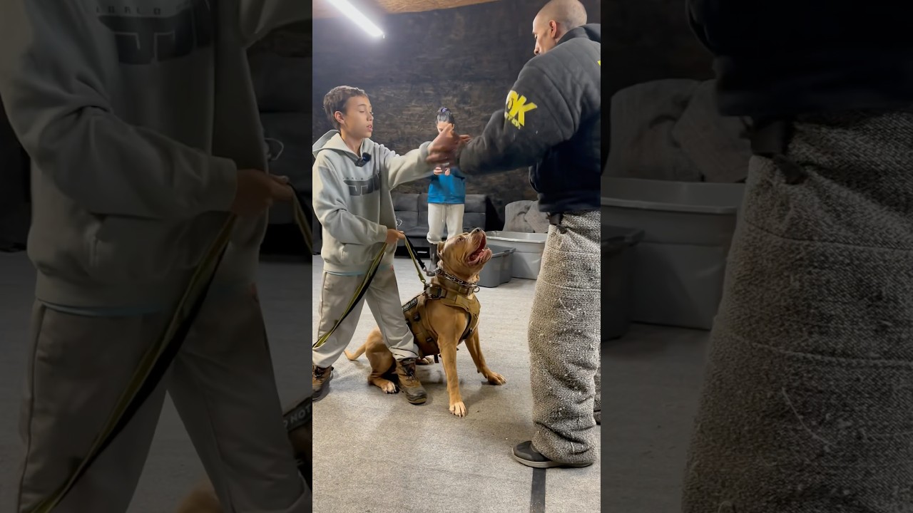 Guard dog in action: pit bull vs real-life threat