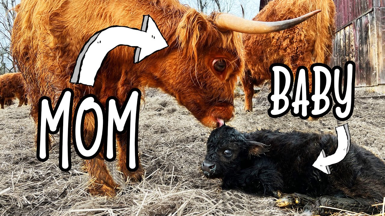 Cows continue having adorable babies on Vermont farm