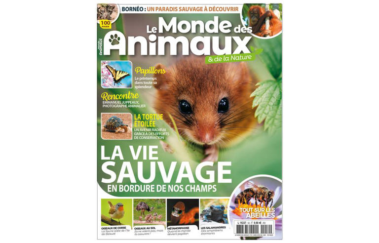 Miaou ? Comment décoder les messages cachés dans le vocabulaire ...