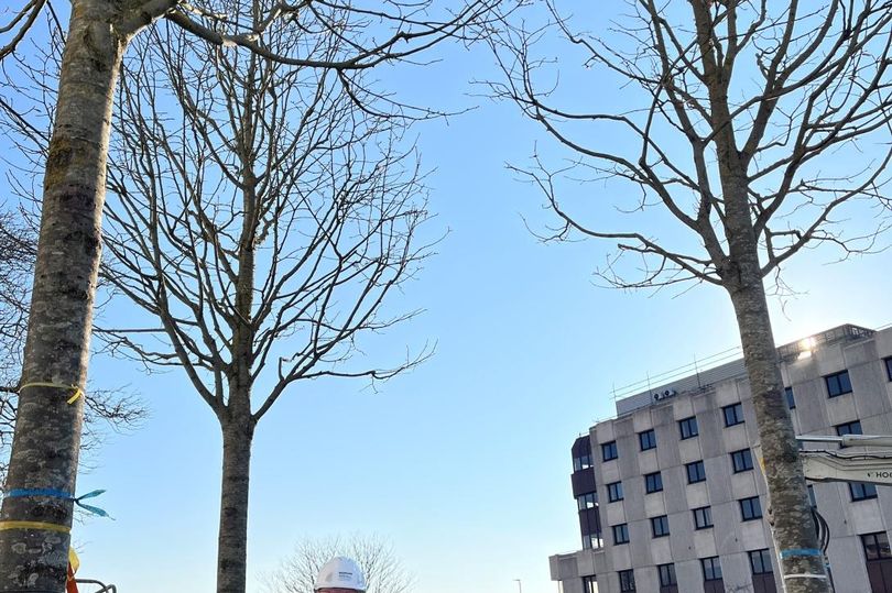 Praise as tree planting in Armada Way gets underway