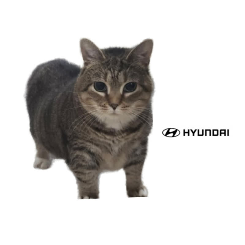 ‘OIIA CAT 고양이 밈‘⋯ 현대차는 MZ세대와 파격 소통 중